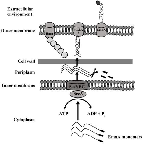 The Trimeric Autotransporter Adhesin Emaa And Infective Endocarditis