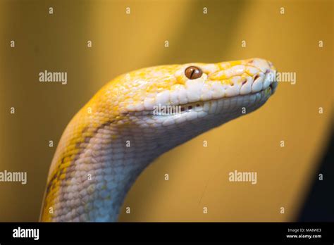 Reticulated Python Are The World S Longest Snakes And Longest Reptiles Stock Photo Alamy