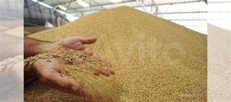 Зерно пшеница ячмень купить в Одесском Животные и зоотовары Авито