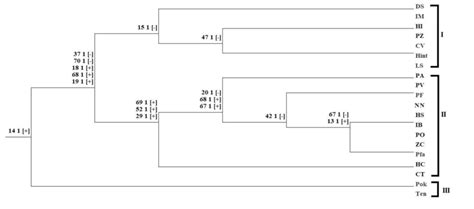 Twinspan Dendrogram Species Are Clustered Into Three Groups I Iii Download Scientific
