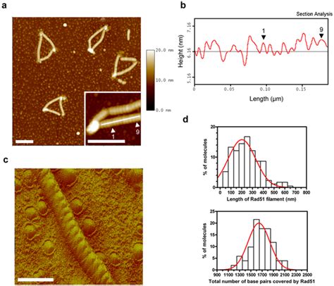 Dna Polymerization Plos One