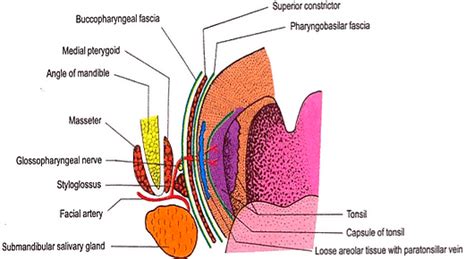 Applied Anatomy Of Palatine Tonsils Epomedicine