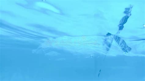Underwater View Of Plastic Trash Floating In Ocean Pollution Concept Plastic Pollution In The