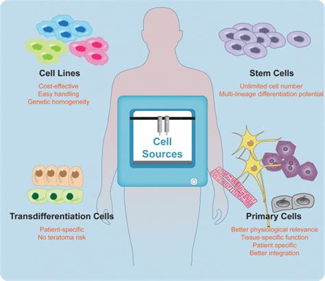 Advancements Of D Bioprinting In Regenerative Medicine Exploring Cell Sources For Organ