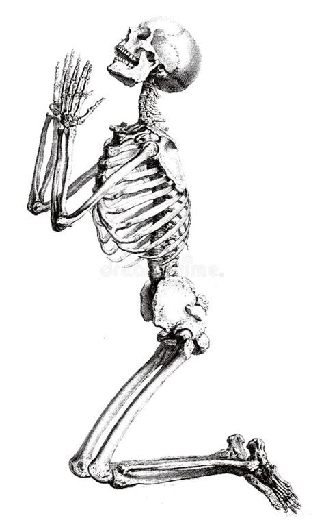 Human Skeleton Stock Illustration Illustration Of Drawing