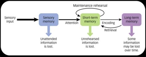 Sensory Memory Diagram
