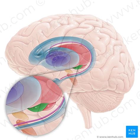 Diencephalon Anatomy And Function Kenhub