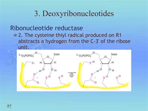 Biosynthesis Nucleotide Pdf
