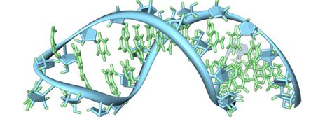 Circular RNA Structure