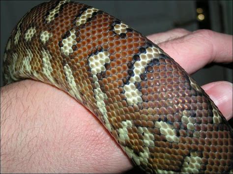 Centralian Python Jonathans Jungle Roadshow