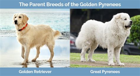 Golden Pyrenees Great Pyrenees And Golden Retriever Mix Pictures Info