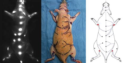 Lymphatic Territories Lymphosomes In The Rat An Anatomica