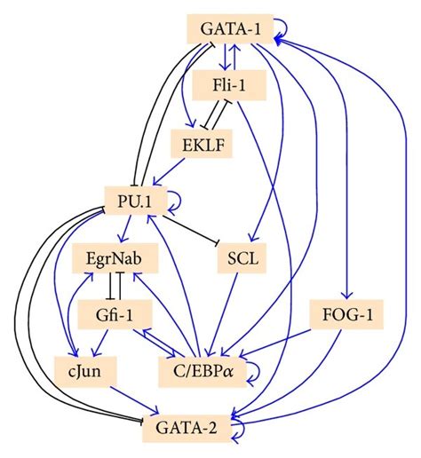 The Genetic Regulatory Network Used In This Work For Modeling Myeloid Download Scientific