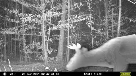 Folio3 Deer Poc Object Detection Dataset By Deer Poc