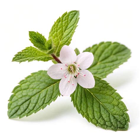 Mint Flower Stock Illustration Illustration Of Showcasing 363557618