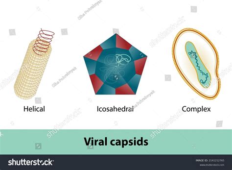 Polyhedral Virus