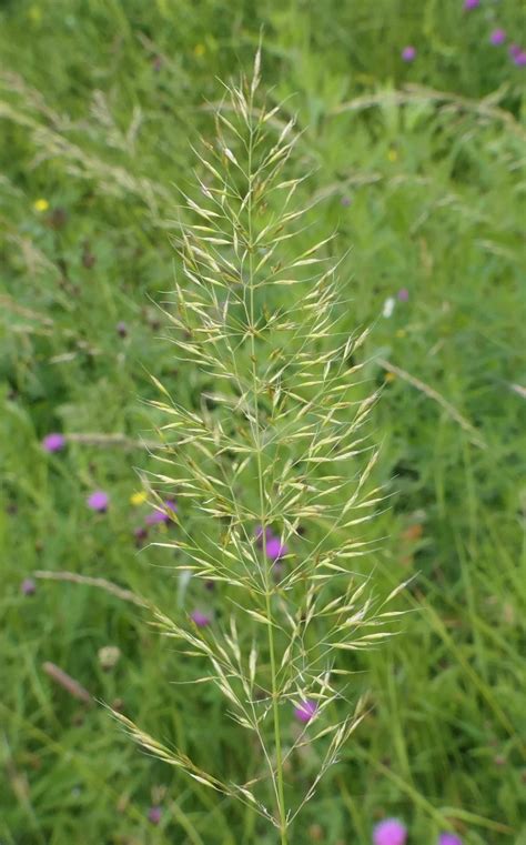 Yellow Oat Grass Naturespot