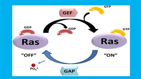 Mapk Ras Pathway Pptx