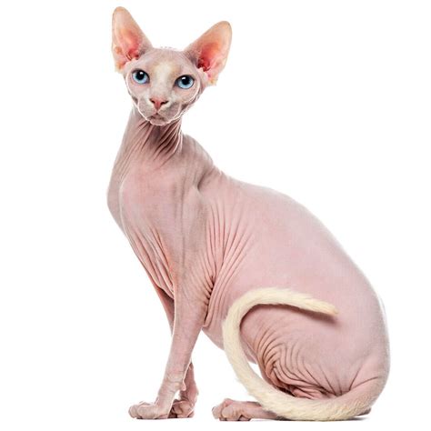 Egyptian Sphinx Cat R Bingus