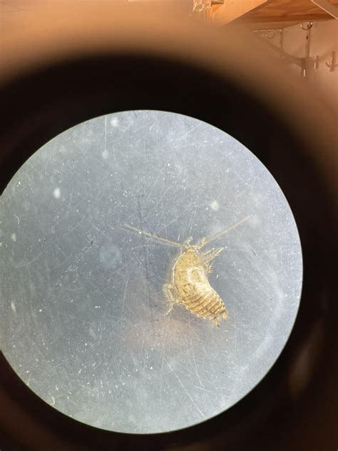 Ectobius Sp Nymph Microscope Pics R Roaches