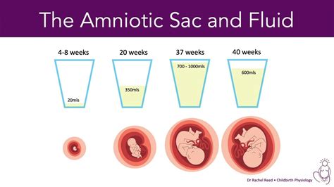 Everything You Need To Know About Amniotic Fluid Index Full Article