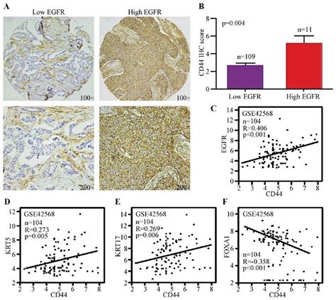 Analyses Of Cd44 In Egfr Negative And Egfr Positive Breast Tumors A Download Scientific