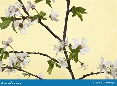 Ramo De Cherry Blossom Imagem De Stock Imagem De Filial 52221767