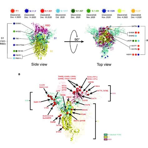 A Schematic Representation Of The Mutation Sites On Various Mutant