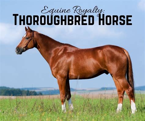 The ℱast And ടtamina ₸horoughbreds Club • Horse World Online