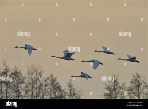 Flying Whooper Swans Flying Whooper Swans Cygnus Cygnus Bird