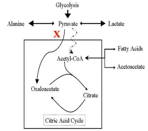 Binstock Pdh And Tca Flashcards Quizlet