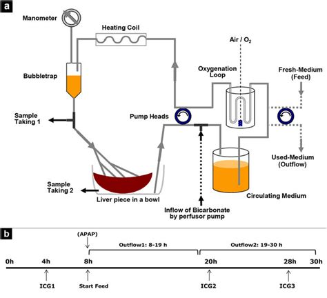 Outline Of The Perfusion System And Time Schedule For Perfusion