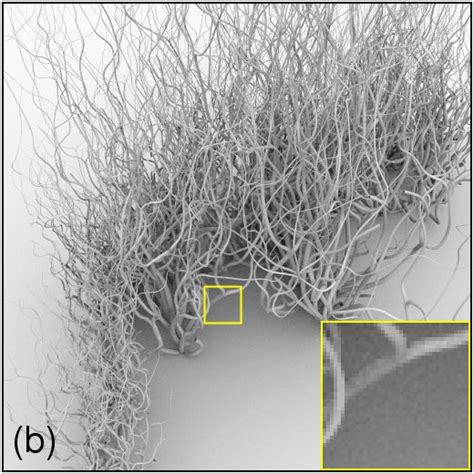 Ambient Occlusion On Tentacles Model With 3 823 893 Opaque Download Scientific Diagram