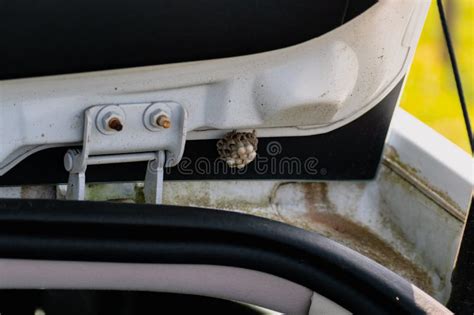 wasp eggs in a hexagonal nest hanging in a car interior vespula stock