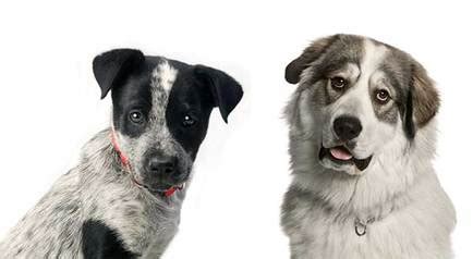 All About The Great Pyrenees Blue Heeler Mix With Pictures