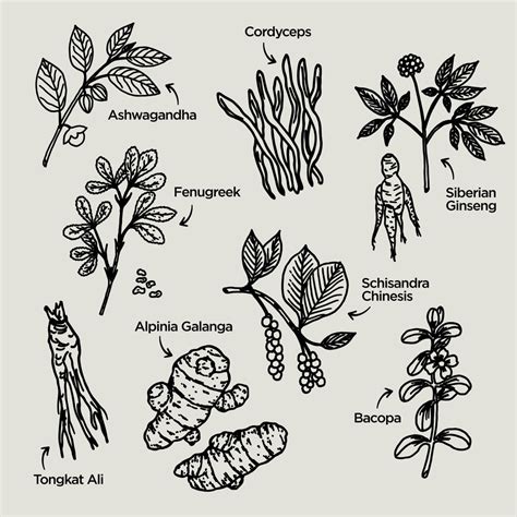Unlocking The Power Of Adaptogens The Top 8 Herbs For Stress Relief A