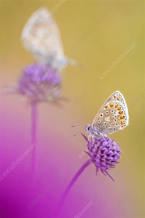 Common Blue Butterflies On Succisa Pratensis Flowers Stock Image