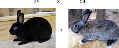 Figure 1 From The Effect Of A 3x3 Full Diallel Crossing On The Growth