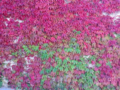 Untitled 75 Photograph By Eric Reger Fine Art America