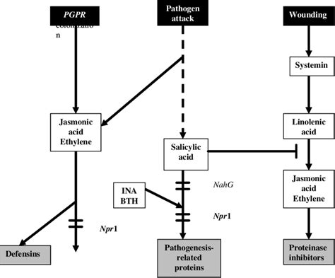 Systemic Stress Signalling Pathways For Induced Systemic Resistance