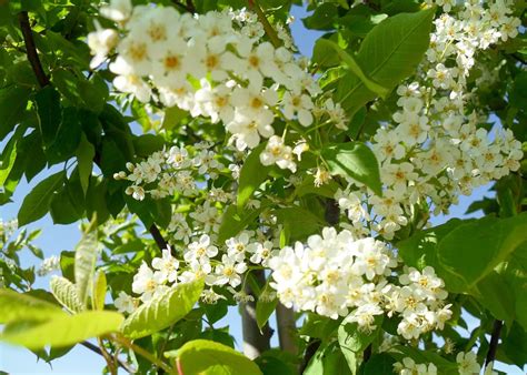 Canada Red Chokecherry Tree Garden Gate Nursery