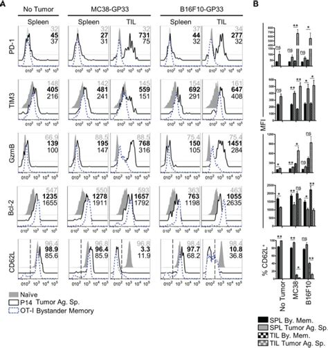 Solid Tumor Microenvironment Can Harbor And Support Functional