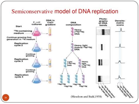Dna Replication Model