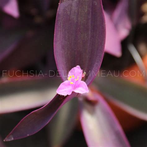 Tradescantia Pallida Plantes Dintérieur Achetez Vos Plantes En Ligne Et Faites Vous Livrer