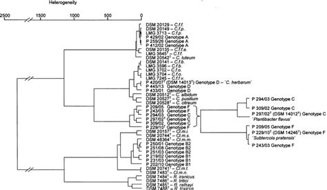Classification Of Coryneform Bacteria By Ft Ir Spectroscopy Cluster