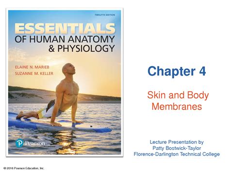 SOLUTION Ch Integumentary System Studypool