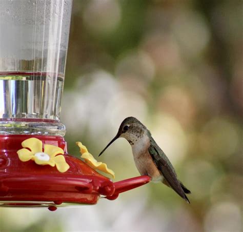 Nice To See So Many Different Hummingbirds Today Thank You Spring