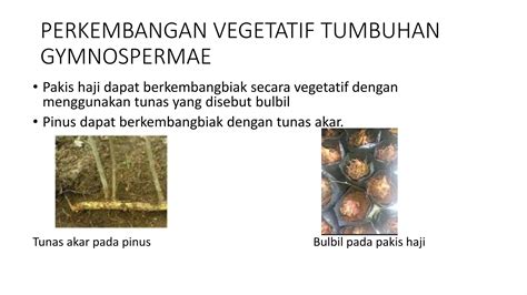 Ppt Perkembangbiakan Tumbuhan Gymnospermae Pptx