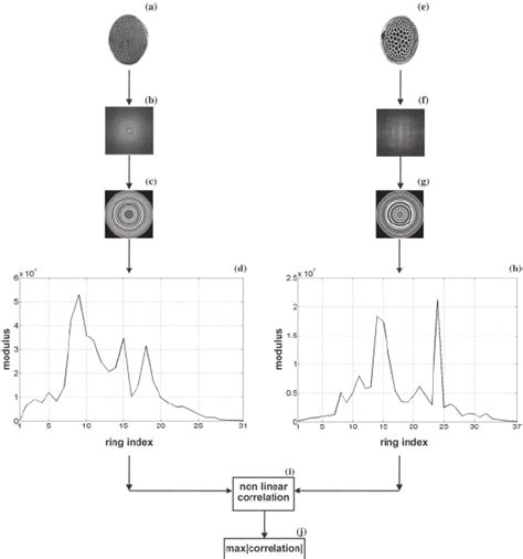Non Linear Correlation Between Signatures Download Scientific Diagram