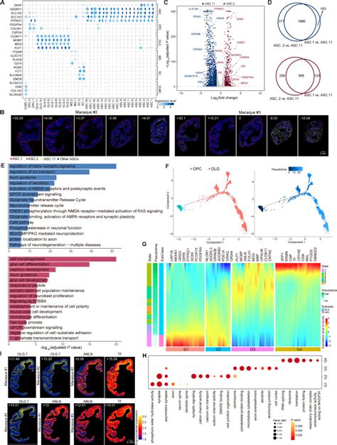 Single Cell Spatial Transcriptome Reveals Cell Type Organization In The